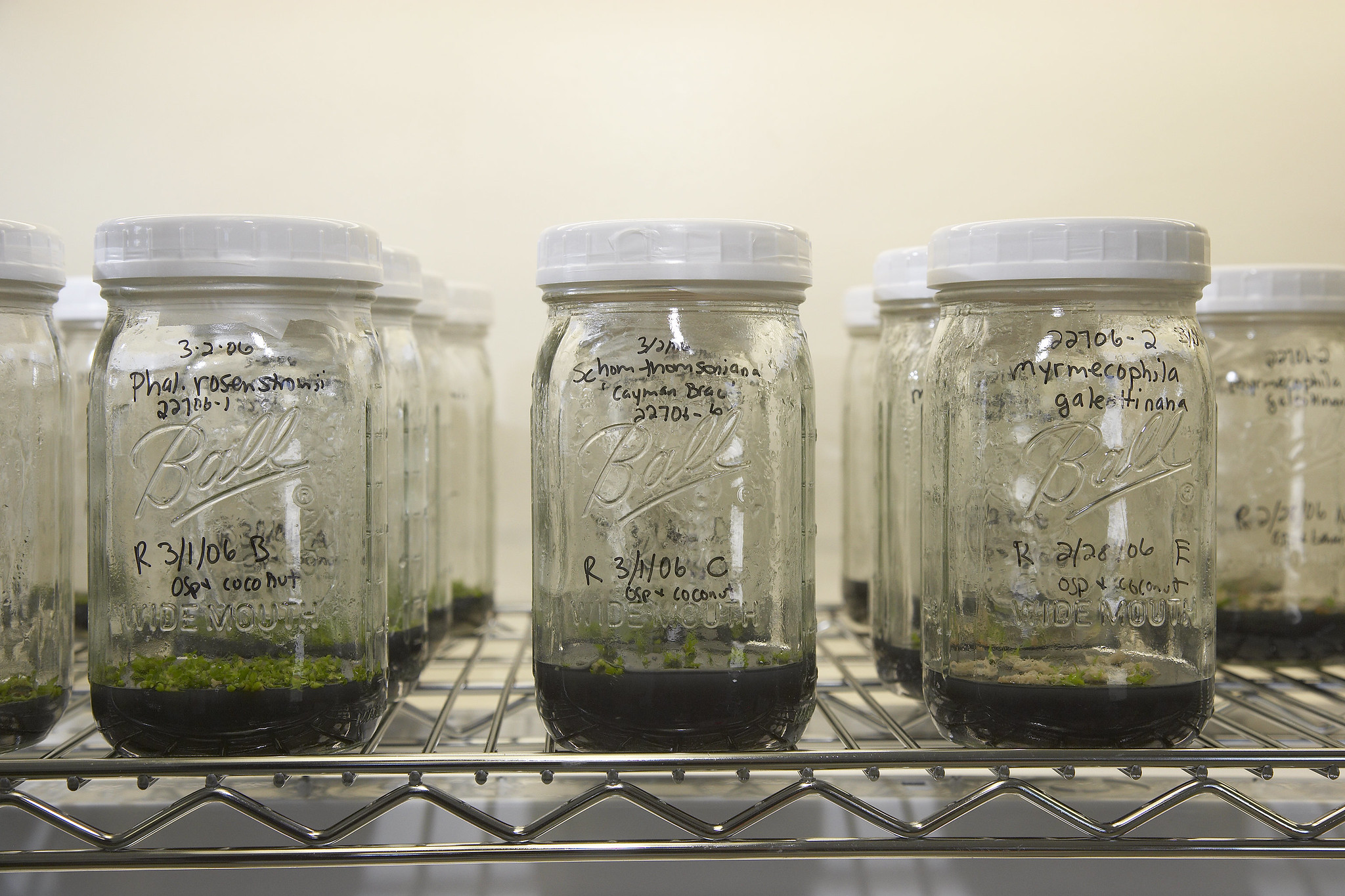 Nonprofit Spotlight: Center for Plant Conservation - Evergreen Alliance